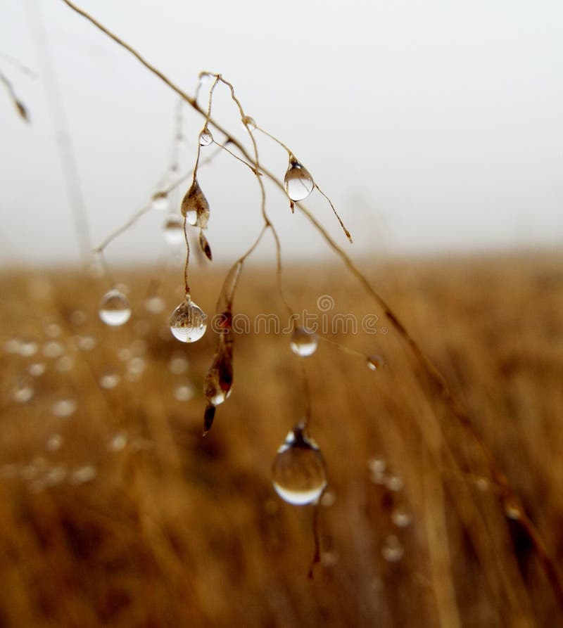 Morning due on the grass stock photo. Image of america - 82367824