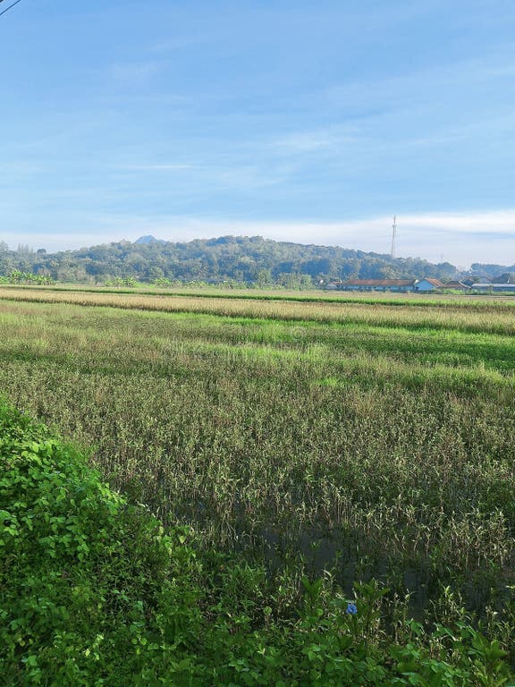 Morning on the Edge of the Rice Fields Stock Photo - Image of green ...