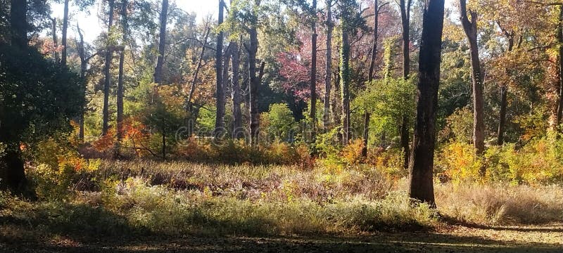The Morning Fall Colors stock image. Image of trees - 342205169