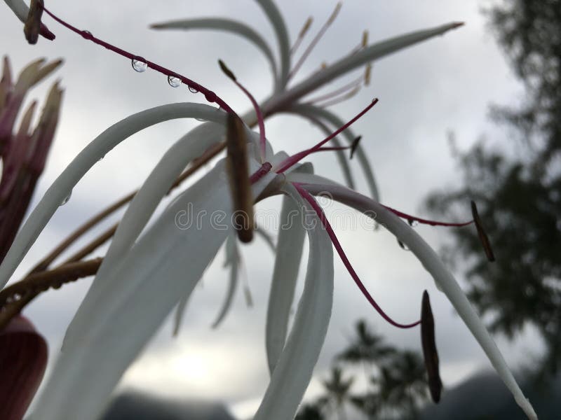 Morning during Fall in Hanalei on Kauai Island, Hawaii. Stock Photo ...