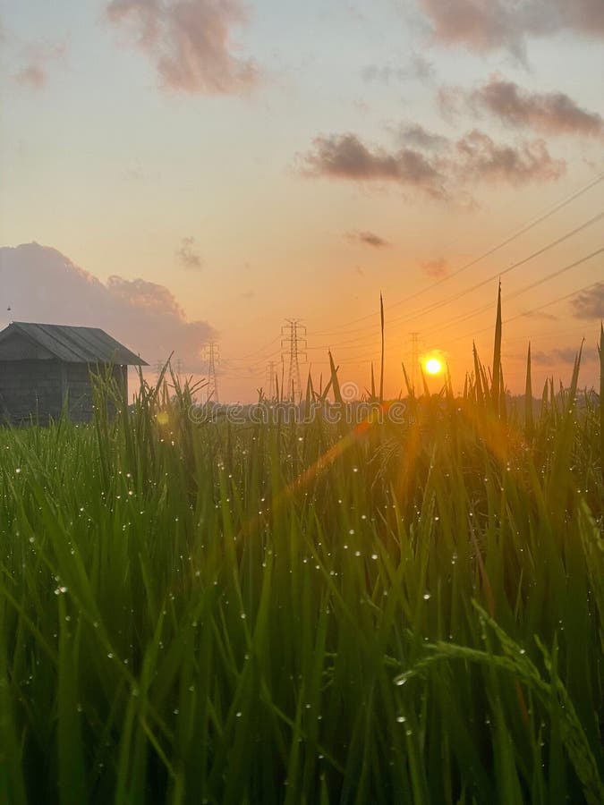 Morning Feel in the Rice Field of Bali Stock Image - Image of prairie ...