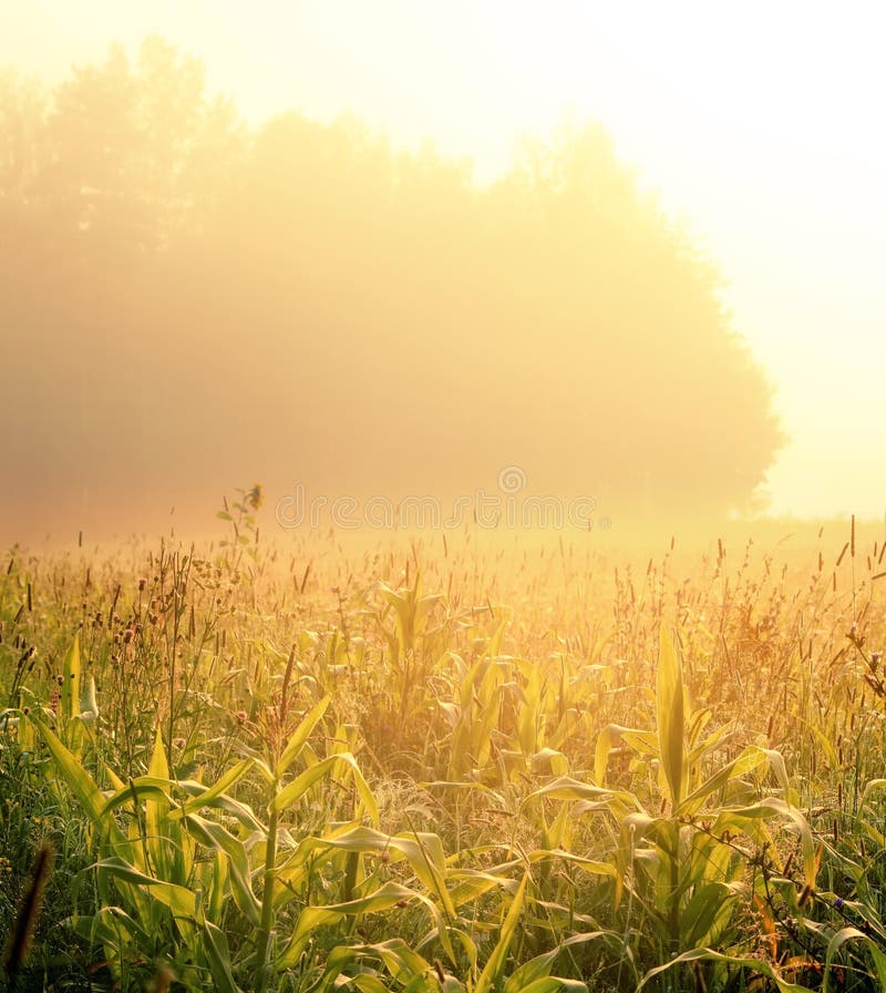Morning field stock photo. Image of foggy, white, early - 13284732