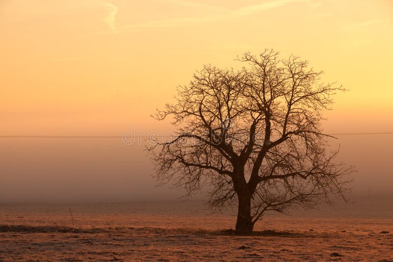 Morning on the field stock photo. Image of shadow, yellow - 18281670