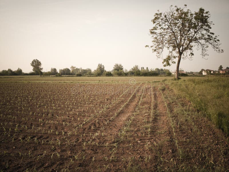 Morning in field stock photo. Image of panorama, morning - 24439248
