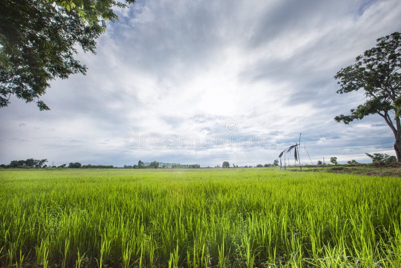 Morning Field in Countryside Stock Image - Image of healthy, asian ...