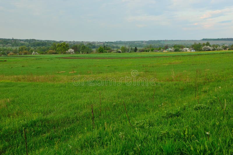 Morning field stock image. Image of morning, park, plants - 40378697