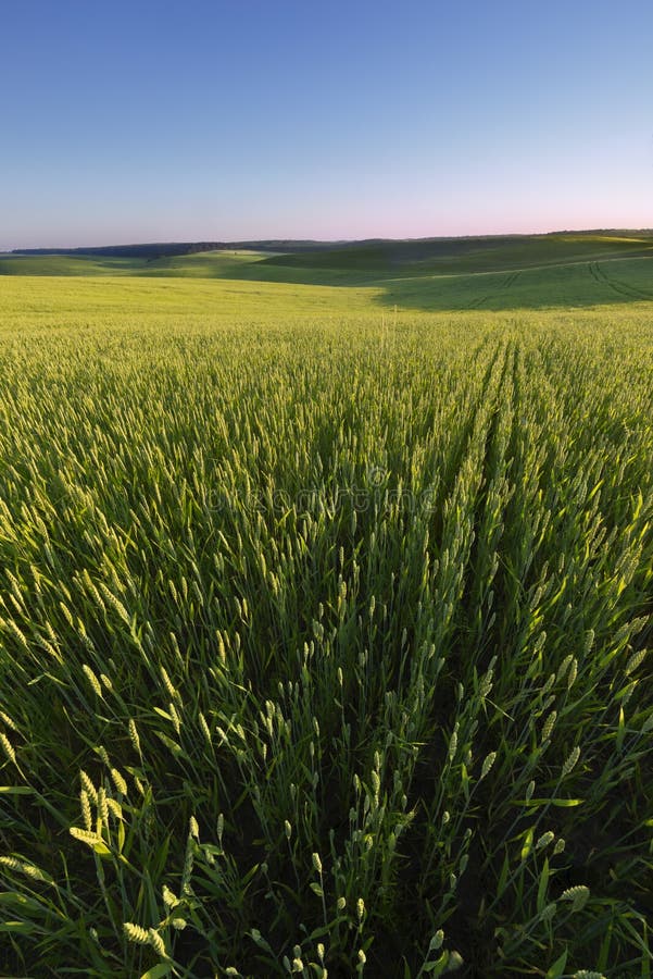 Morning in the field stock image. Image of rural, farm - 56419611