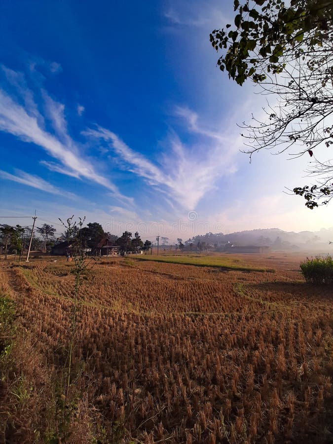 Morning fields stock photo. Image of grass, fields, nature - 213890686