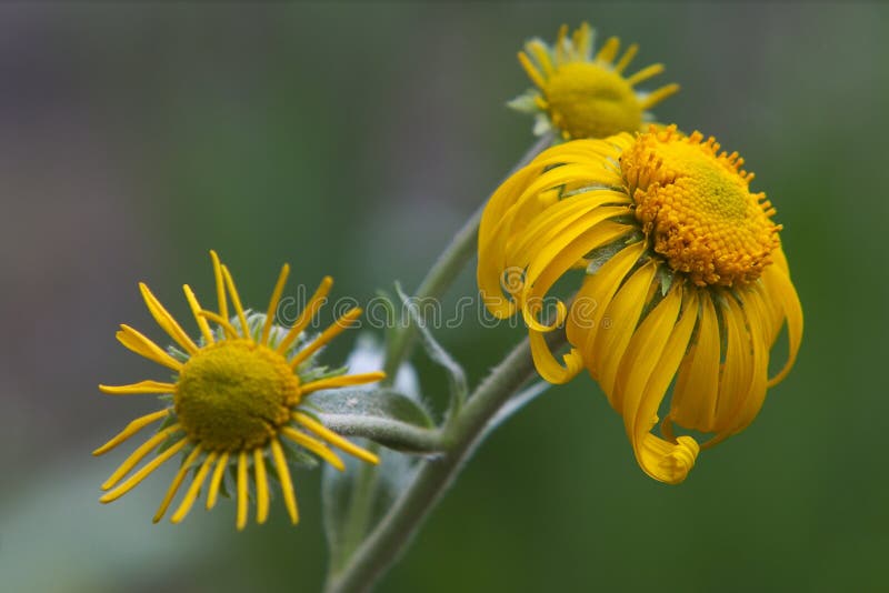 Morning flower stock image. Image of beautiful, yellow - 13417461