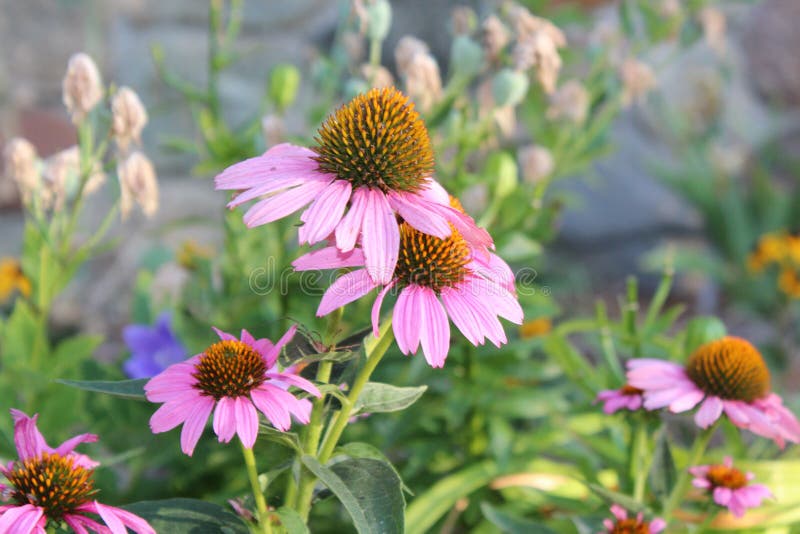 Morning Flowers stock photo. Image of natural, calming - 76963752