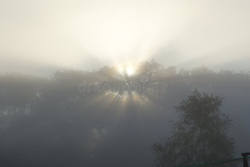 Morning Fog stock image. Image of line, reflecting, tree - 20039141