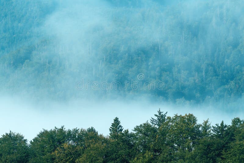 In the alpine forest stock image. Image of nature, walk - 68876375