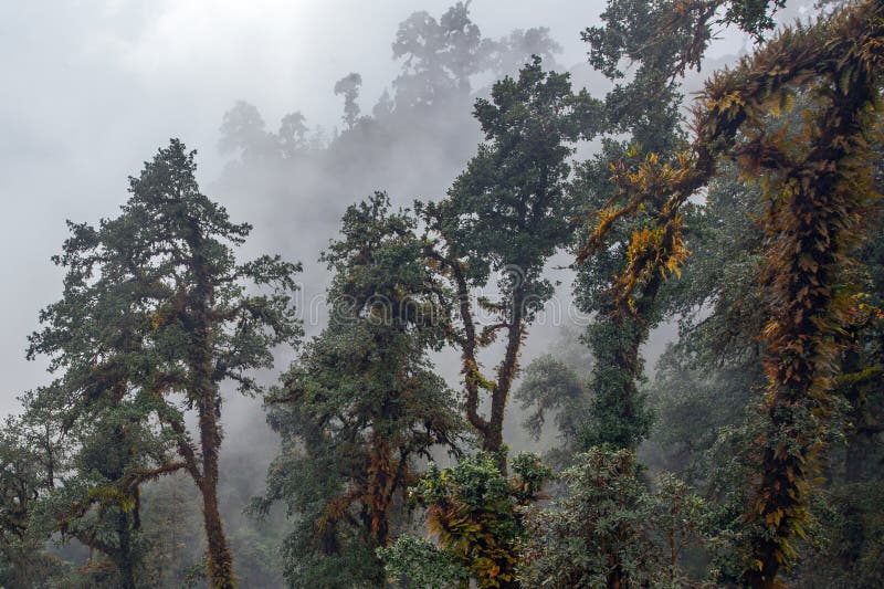 Morning Fog in Himalayan Tropical Forest Stock Photo - Image of ...