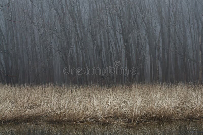 Morning fog stock image. Image of midwest, reeds, landscape - 63895215