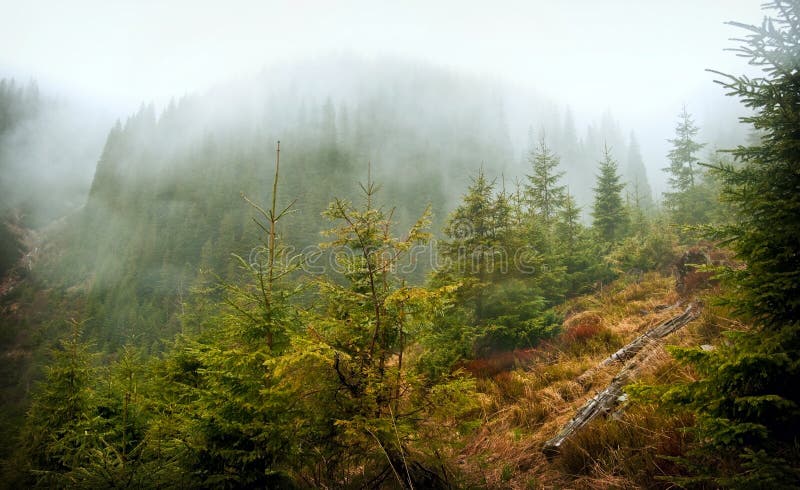 Morning Fog in the Mountains among the Forest Stock Image - Image of ...