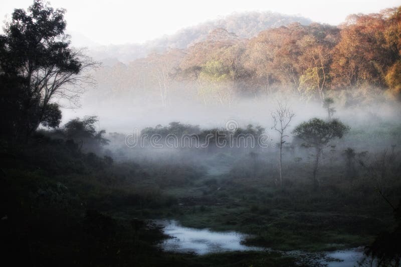 Morning fog in Munnar stock image. Image of outside, kerala - 48207921