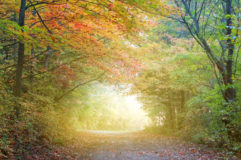 Morning fog scene stock photo. Image of beautiful, bright - 21819358