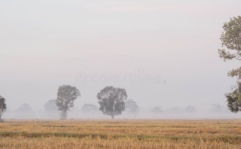 Morning Fog and a Tree in Farm Stock Photo - Image of scene, beauty ...