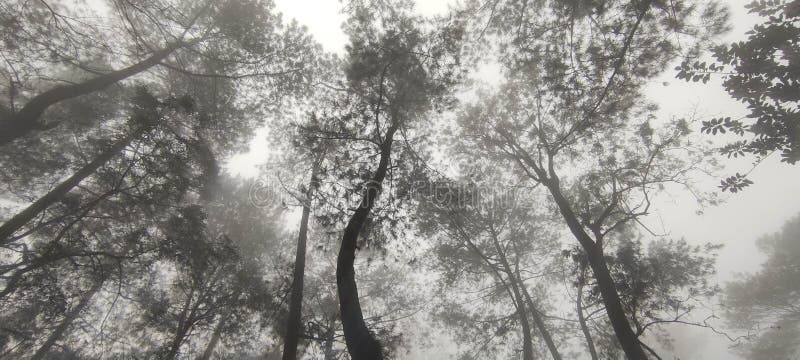 Morning Fog Tree Rain Today Stock Photo - Image of tree, rain: 259694428