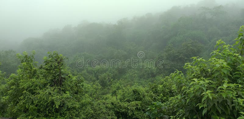 Morning fog view natural stock photo. Image of green - 226475278