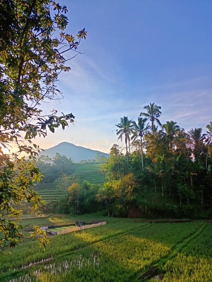 Morning at the Foot of Mount Batukaru Surrounded by Rice Fields Stock ...