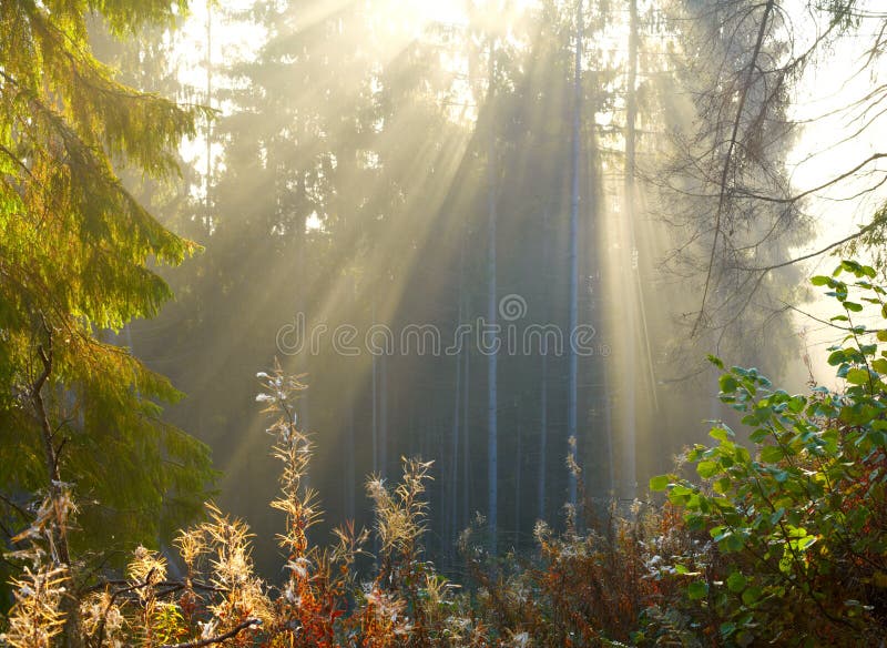 Morning in the forest stock photo. Image of outdoor, foliage - 48254336