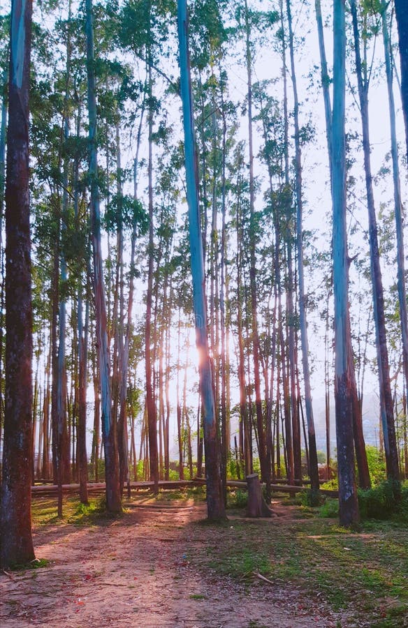 Morning in Forest stock photo. Image of woodland, grove - 207706326