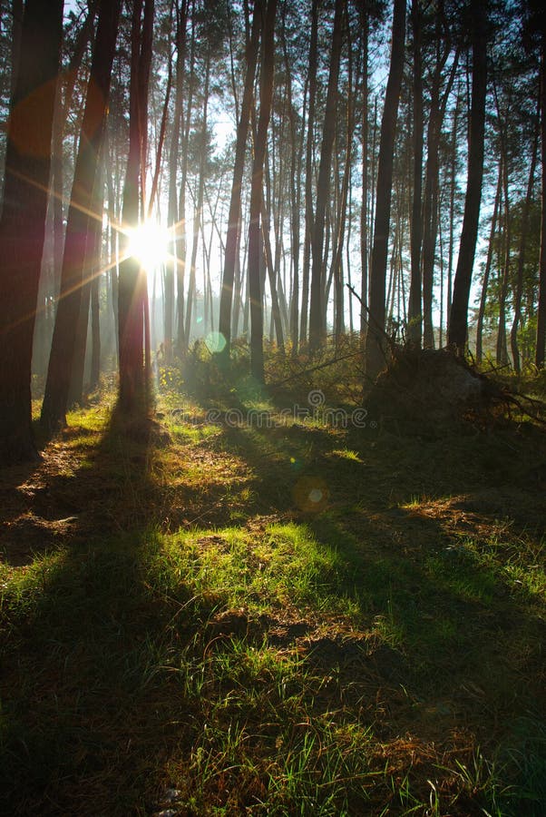 Morning in the forest stock image. Image of shadow, atmosphere - 27196453