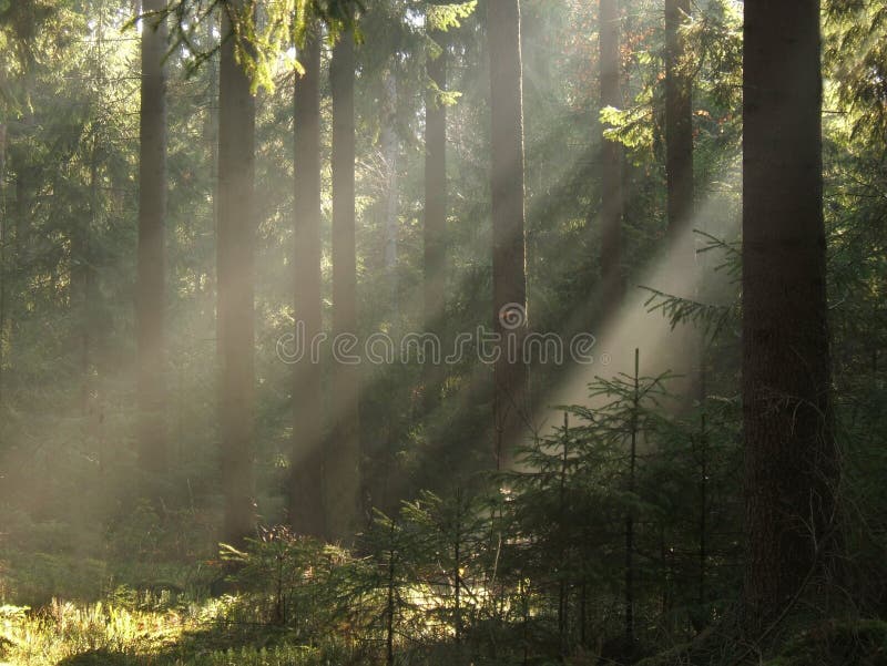 Morning forest stock image. Image of nature, leaves, rays - 27459577