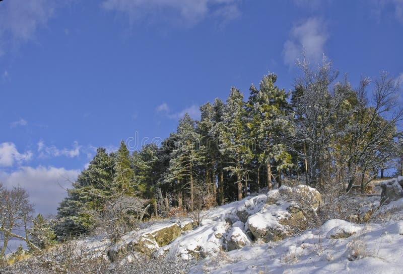 Morning forest stock photo. Image of morning, sunlight - 5568788