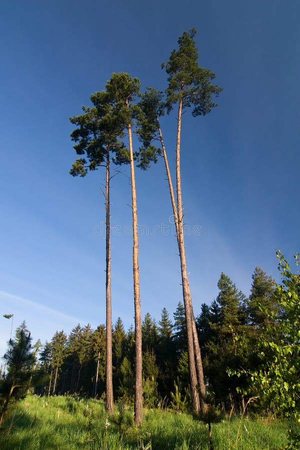 Morning Forest and Blue Sky Stock Image - Image of outdoor, morning ...