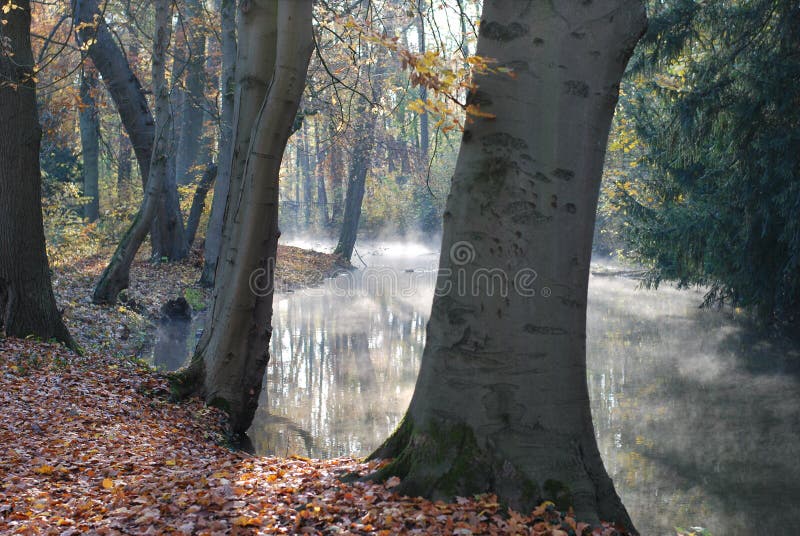Morning in Forest - Fog on a River Stock Image - Image of autumn ...