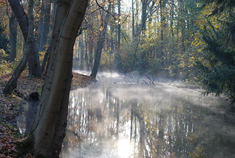 Morning in Forest - Fog on a River Stock Photo - Image of season, fluss ...