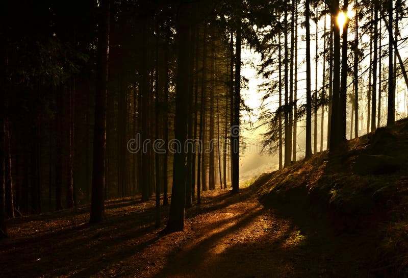 Morning Forest in Fog and Sun Stock Photo - Image of raiexcl, daevo ...