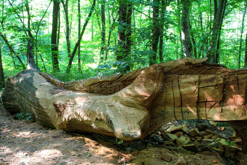 Morning in the Forest, Green Forest Fallen Oak Tree Stock Image - Image ...