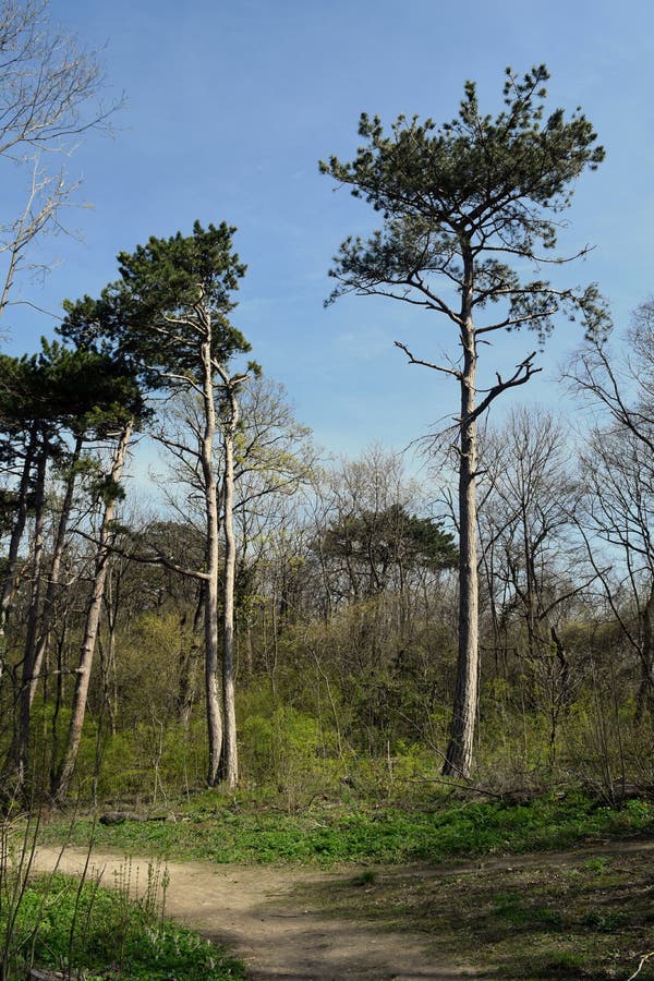 Morning in the Forest in String Stock Photo - Image of sprong, outdoors ...