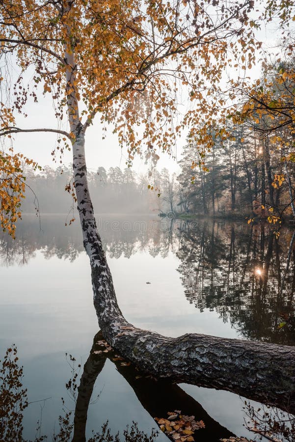 Slanted Birch Tree Over the Water. Stock Photo - Image of national ...