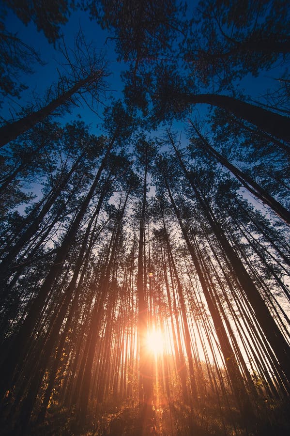 Morning Forest in November stock image. Image of outdoors - 31111447