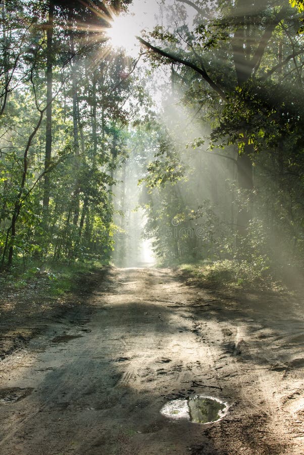 Morning Forest Path with Sunbeams Stock Photo - Image of country ...