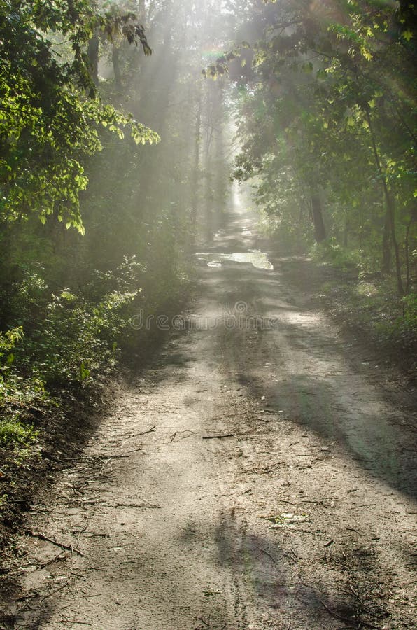 Spring Forest Path With Morning Sunbeams Stock Photo - Image of land ...