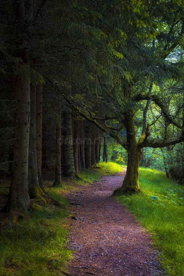 Morning Forest, Pathway through the Beautiful Forest Stock Image ...