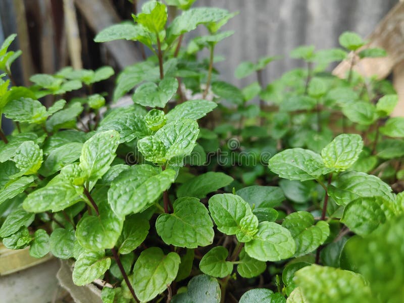 Peppermint Bush stock photo. Image of peppermint, herb - 23818120