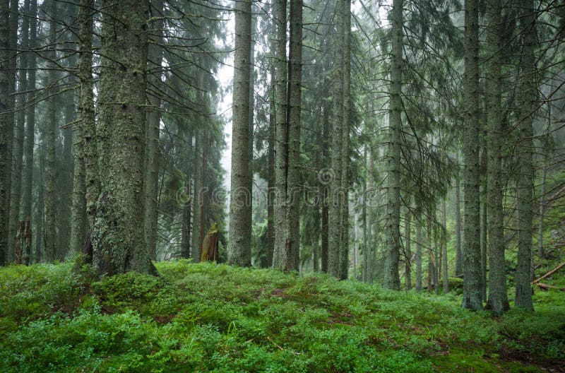 Blue forest stock photo. Image of nature, horizontal - 10331862