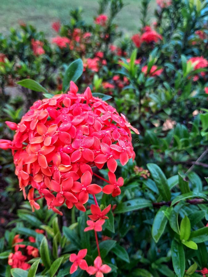 In the Morning in Front of My House Where is in Front of Your House ...