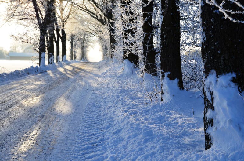 Morning frost in the alley stock image. Image of holiday - 28759929