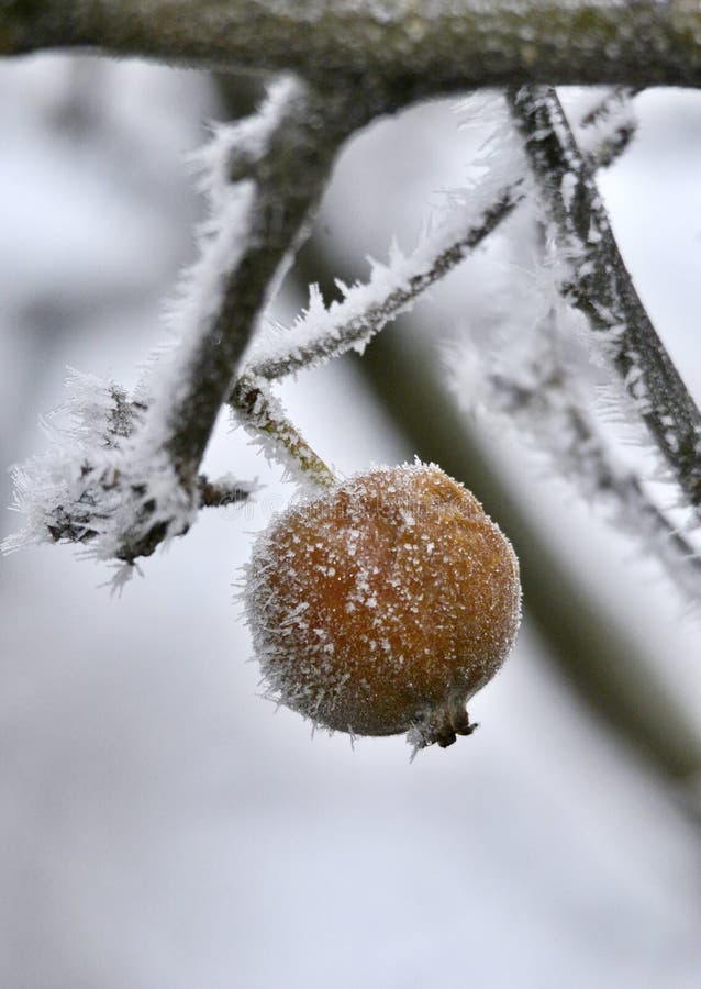 Morning Frost on a Rotten Apple on a Tree in January Stock Photo ...