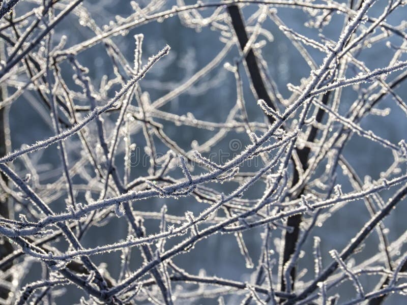 Morning Frost on Tree Branches Stock Photo - Image of frozen, morning ...