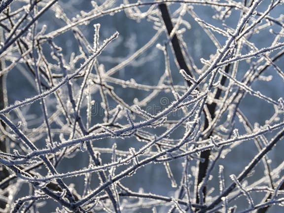 Morning Frost on Tree Branches Stock Photo - Image of frozen, morning ...