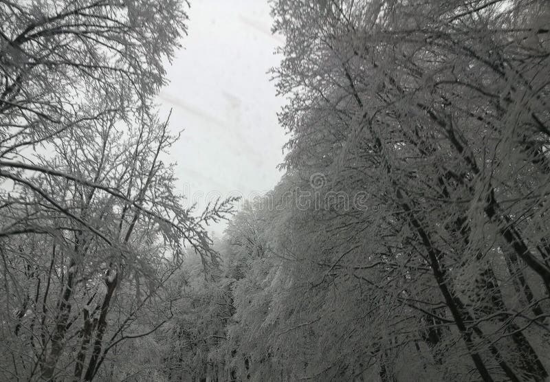 The Morning Frostbite of the Winter Stock Image - Image of nature ...