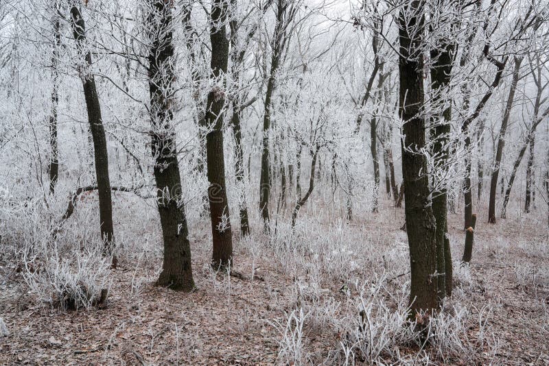 Frosted Forest Fort Custer State Park Stock Image - Image of tranquil ...